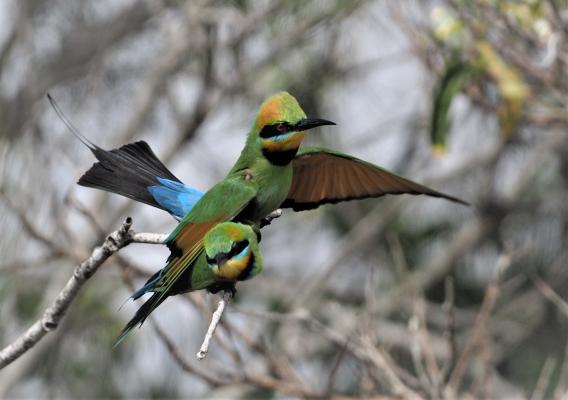 Fascination with birds leads Leo all over the world - Bundaberg Today