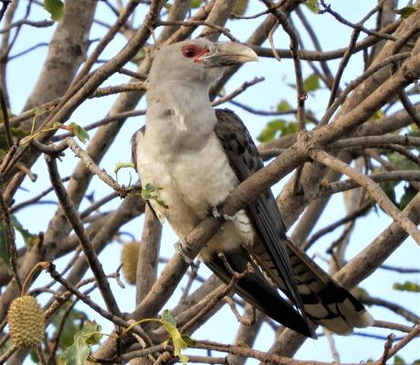 Largest cuckoo in the family comes to region - Bundaberg Today