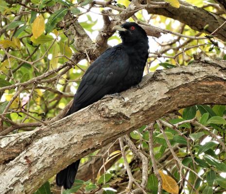 Koel - seldom seen but always heard - Bundaberg Today