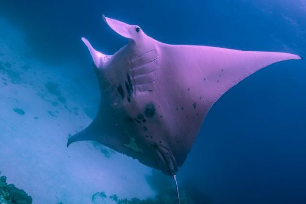 The World’s Only Pink Manta Ray Inspector Clouseau returns to the ...