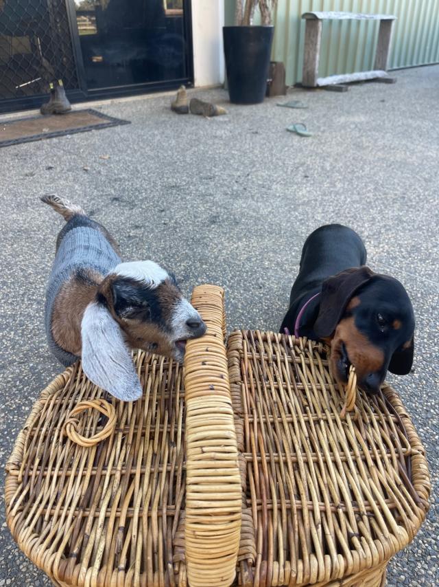 Love and education key to rescues at Splitters Farm - Bundaberg Today