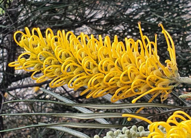 It’s Grevillea time - Bundaberg Today