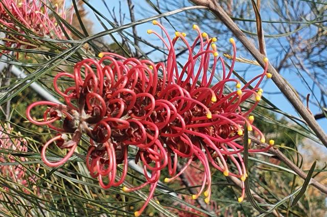 It’s Grevillea time - Bundaberg Today
