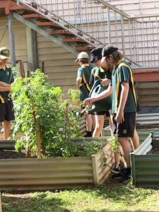 School grown crops a hit for Isis High - Bundaberg Today