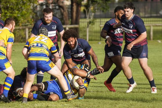 Barbarians handle slippery Pythons - Bundaberg Today