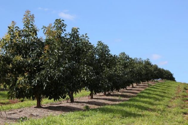 Shepard avocados to be showcased in Hong Kong - Bundaberg Today