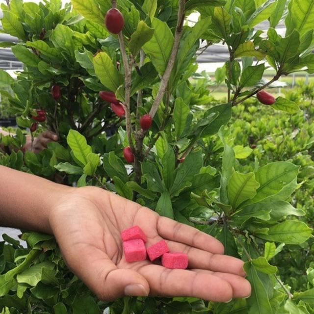 Miracle fruit sweetens cancer treatment - Bundaberg Today