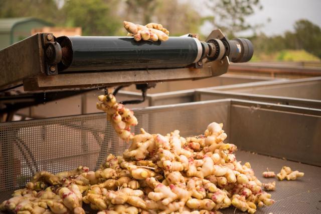 Quality of the crop makes all the difference to ginger beer flavour ...