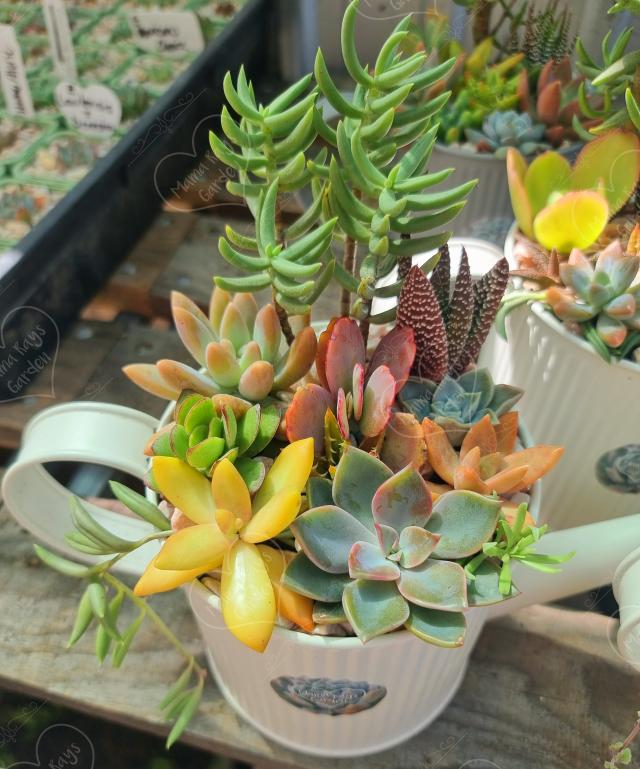 Stunning design from Mama Ray’s Garden - Bundaberg Today