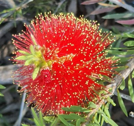 Great garden groundcovers - Bundaberg Today