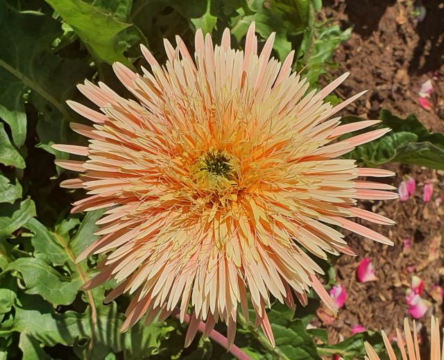 Bundaberg’s gerbera the star of our shows - Bundaberg Today
