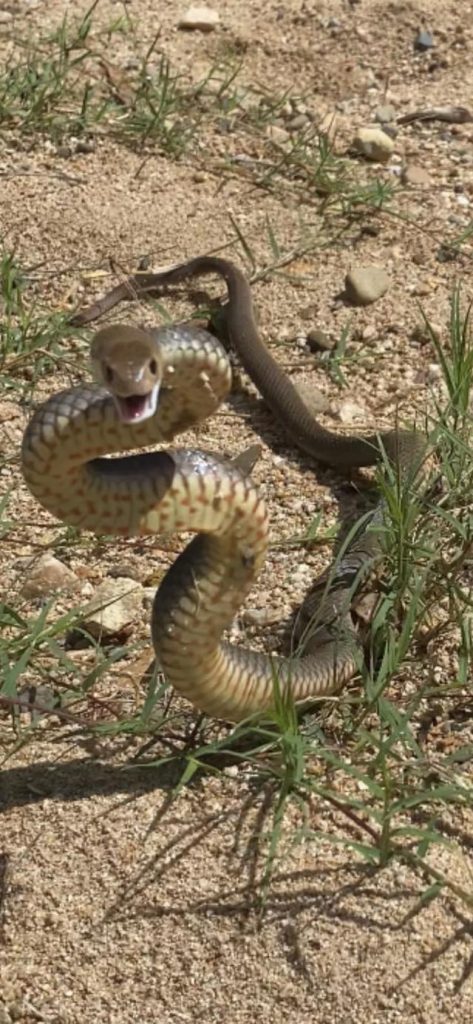 What to do if you encounter a snake - Bundaberg Today