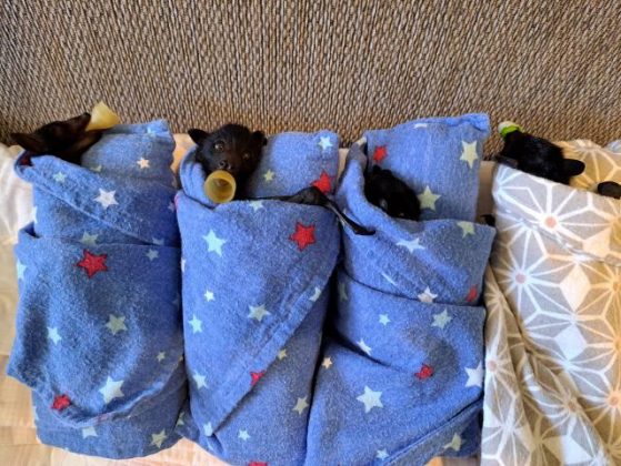 Batty about bats - Bundaberg Today