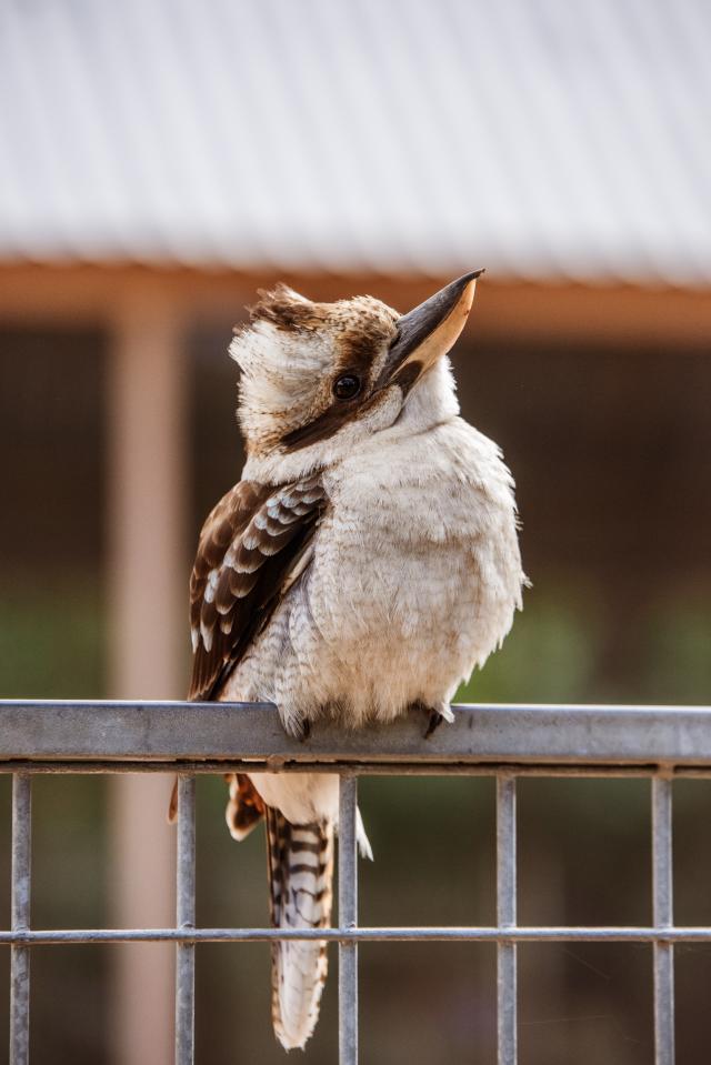 Bundaberg Poets Society shares festive poems - Bundaberg Today