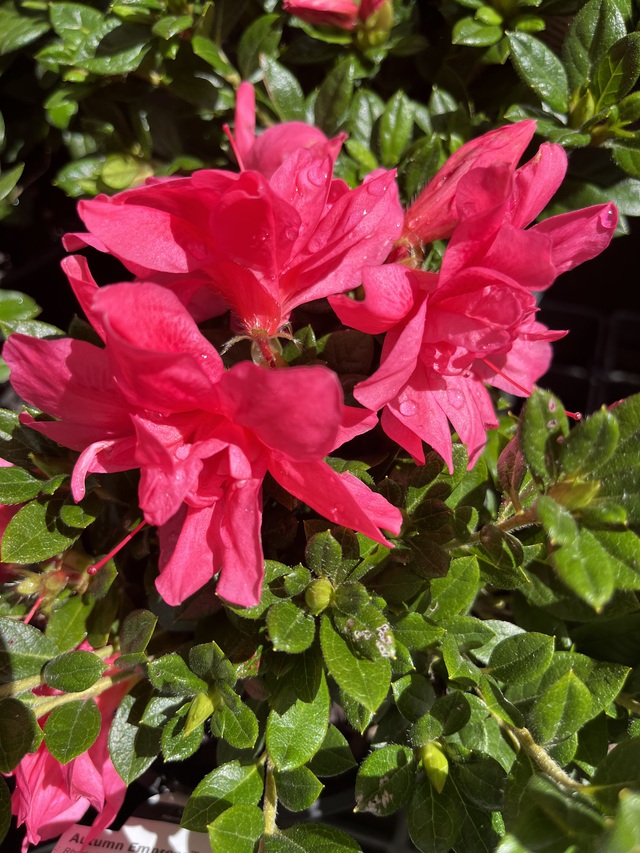 Enjoy Azaleas in April - Bundaberg Today