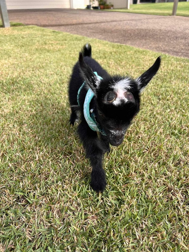Capsicum the vegetable of choice at Kalkie State School - Bundaberg Today