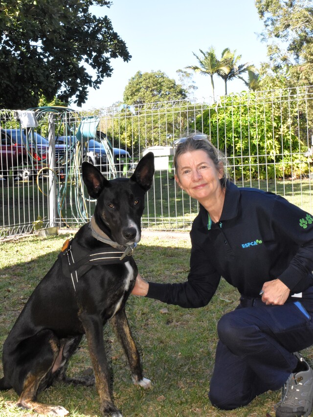 How to help animals in need with a $10 note - Bundaberg Today
