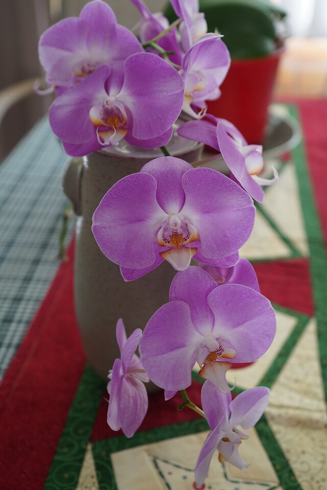 Gardiner’s gorgeous garden - Bundaberg Today