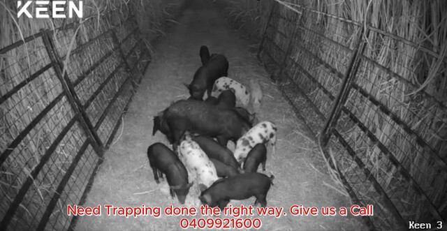 More needed to deal with pig problem - Bundaberg Today